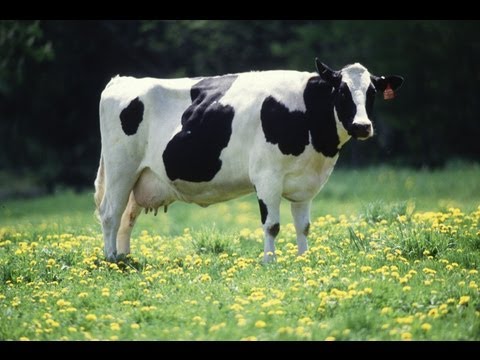 Dairy Industry Petitioning to Hide Aspartame in Milk
