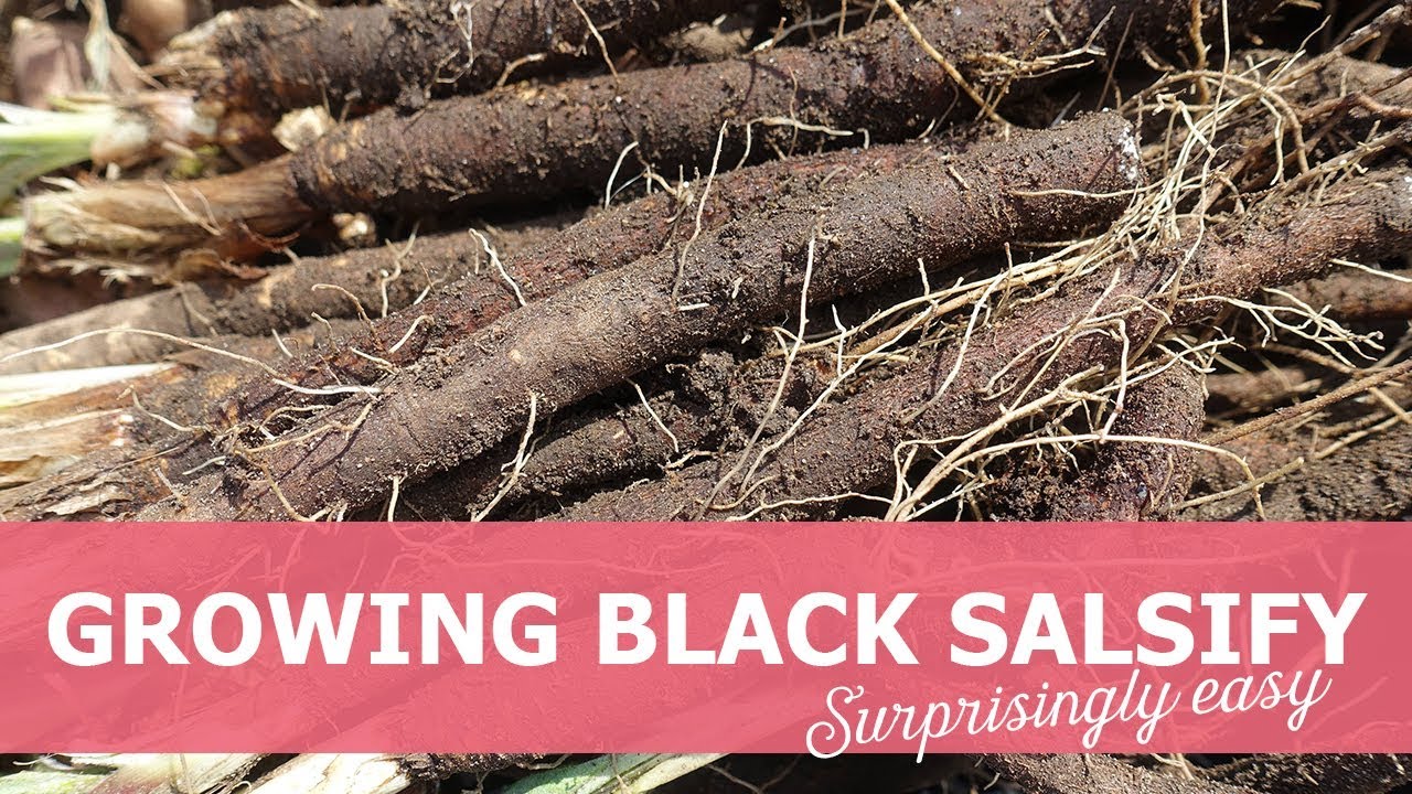 Growing black salsify