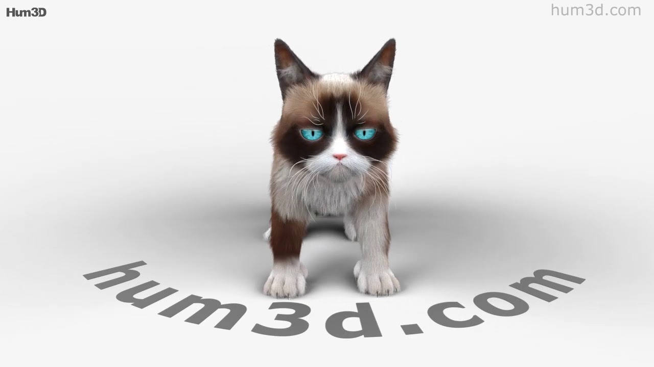 Grumpy Cat 3D model by 3DModels.org