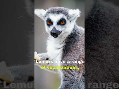 Most lemurs are nocturnal, meaning they are active at night. #shorts #animal #lemurs