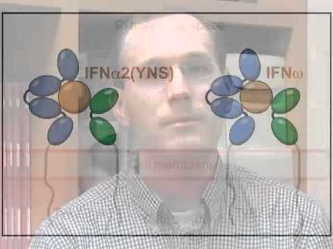 Interferons—Provoking Distinct Signals through the Same Receptor