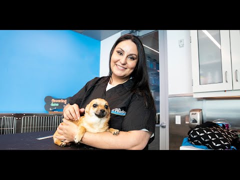 PetSpace Wellness Workshop: The Groomer + Pet Parent Team