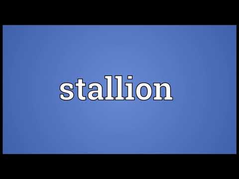 stallion meaning in English