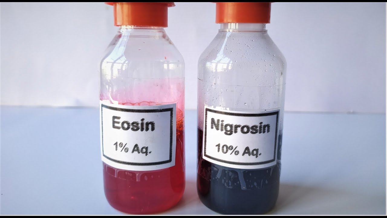 Eosin Nigrosin Stain preparation