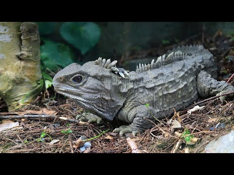 10 Wild Animals in New Zealand