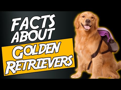 Top 10 Fun Facts about Golden Retrievers You Didn't Know