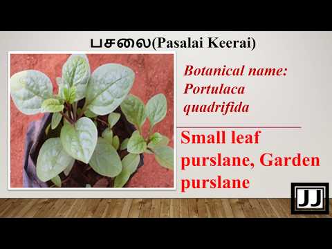 55 Keerai names in English and Tamil with images. Names of 55 spinach/greens with images
