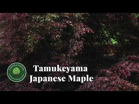 Tamukeyama Japanese Maple