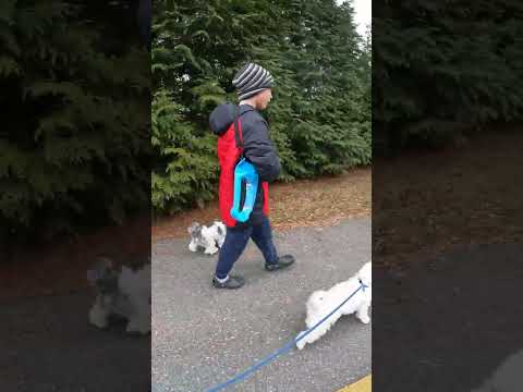 This will change Dog Walking FOREVER!