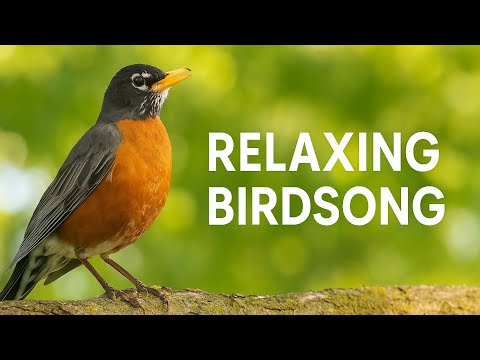 Relaxing Birdsong of the American Robin β 4K Nature Sounds for Sleep, Study & Focus