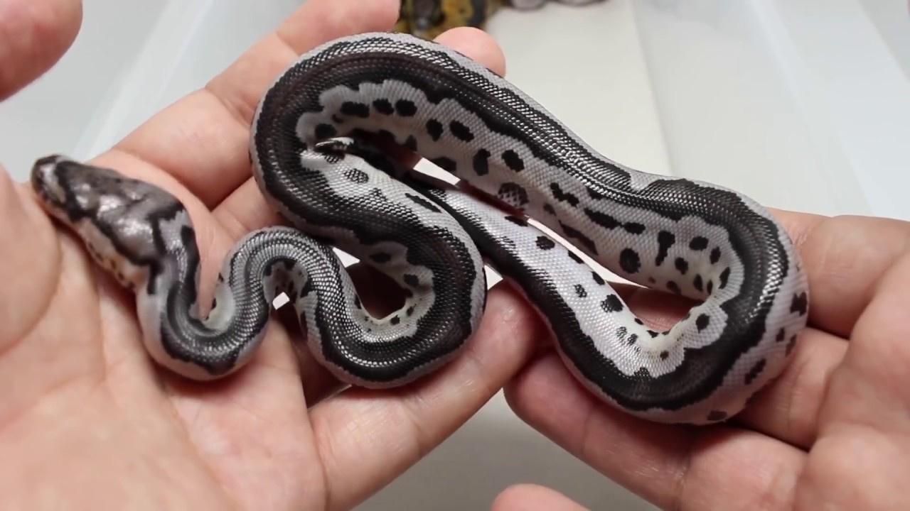 Egg Bound Ball Python Lays a Killer Clutch!