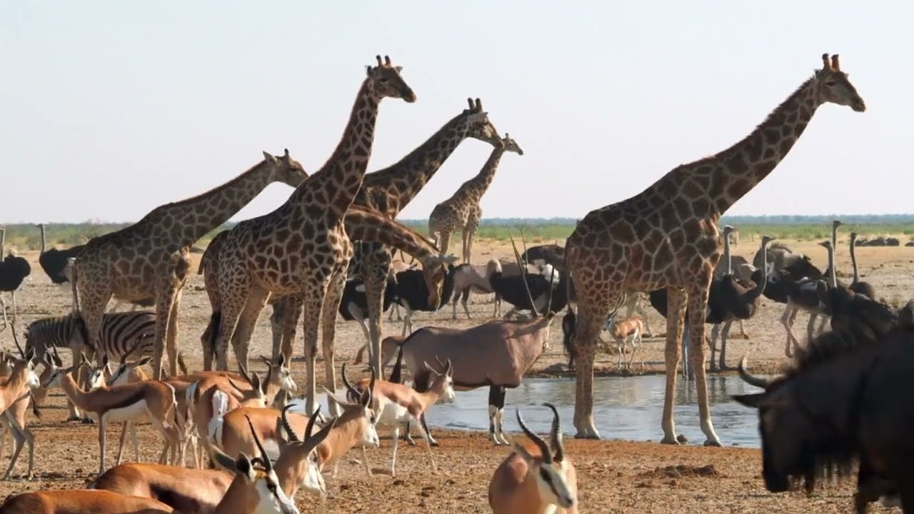 Animal Classification and Its Kingdom as a whole.(Beginners Guide)