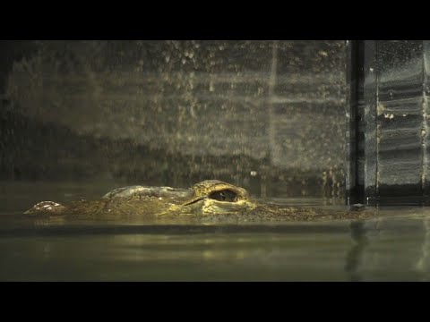 Lausanne aquarium offers visitors 'freshwater odyssey'