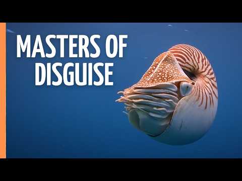 Alien Minds of the Deep: Octopus Secrets | Full Documentary