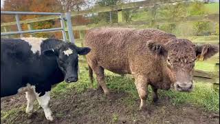 Cattle for Sale & Wanted | Border Livestock Exchange