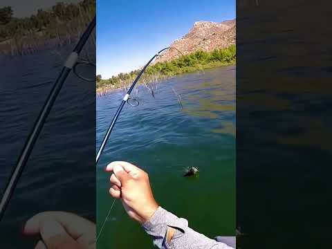 Lake Perris Coppernose Bluegill