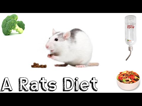 All About A Rats Diet!