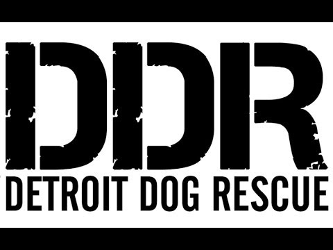 A Rapper's Mission To Rescue Detroit's Stray Dogs | Here & Now