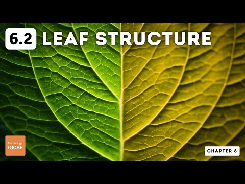 Identifying Leaf Structures in a Dicotyledonous Plant Video Lecture - Biology for GCSE/IGCSE ...