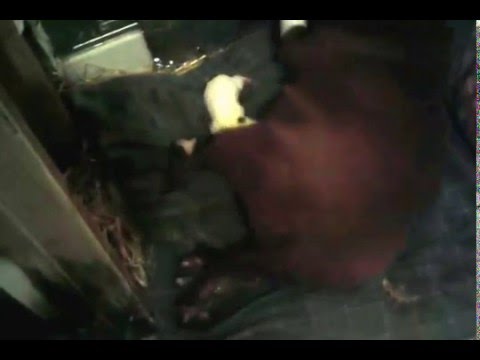 Dog Whelp/Dog Labor/Puppy Birth