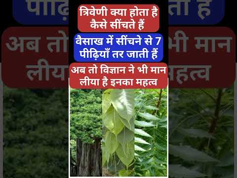 त्रिवेणी क्या होता है,कैसे सींचते हैं, वैसाख में इसका विशेष महत्व क्यूँ है अब तो विज्ञान ने भी मानi