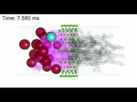 Simulating nuclear pore complex (NPC) transport
