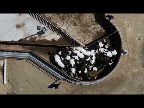 Beef & Dairy Animal Handling and Transportation Safety Training
