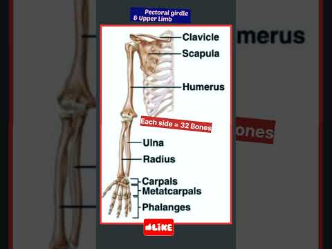 Pectoral girdle & Upper Limb bone #shorts #skeleton #anatomy