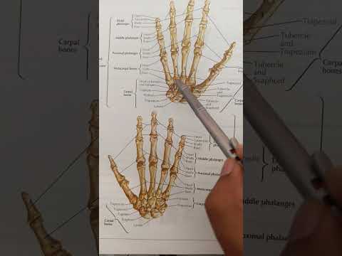Bones of hand| bones of wrist|anatomy of hand| anatomy of wrist|carpals|metacarpals| phalanges|bone