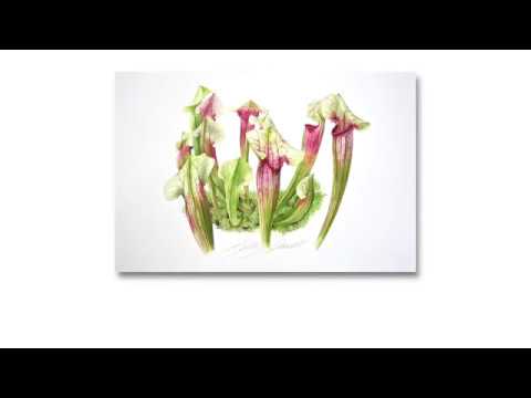 Sarracenia Moss Project Part 3 - Preview ⎮Billy Showell ⎮ Watercolour Beautiful