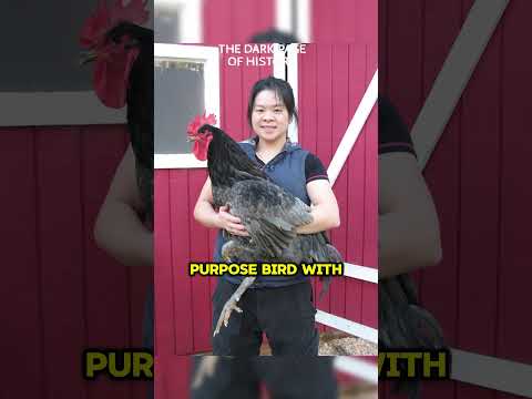 Jersey Giants: The World's Largest Chicken Breed