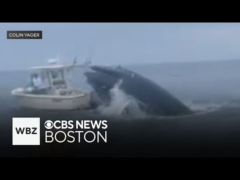 Whale capsizes boat off coast of New Hampshire