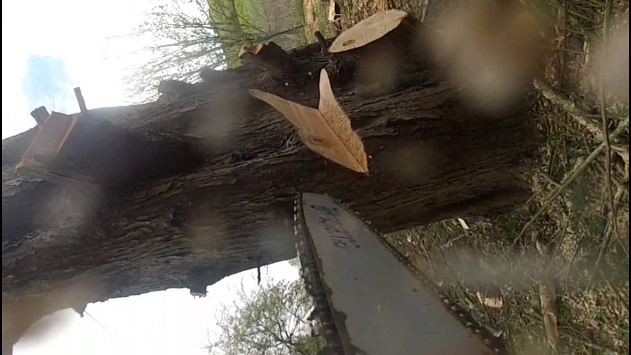 D A Tree Surgeons  Dover Folkstone Deal Sandwich  Tree surgery  Arborist