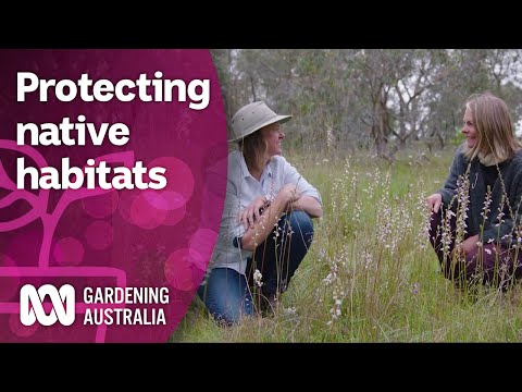 Exploring the conservation efforts reconnecting vulnerable species | Discovery | Gardening Australia