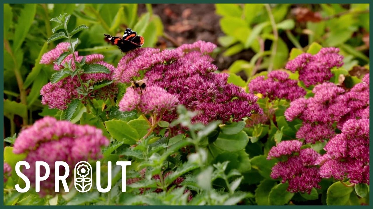 How Autistic Gardeners Created a Magical Family Garden Transformation