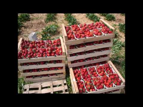 "Žygio braškės" braškių šaldyti (frigo) daigai ir veislinės braškės