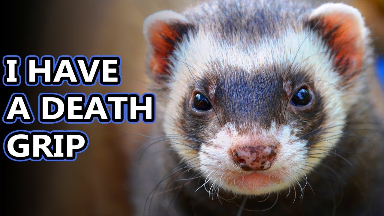 Ferret (European Polecat) facts: fur noodles | Animal Fact Files