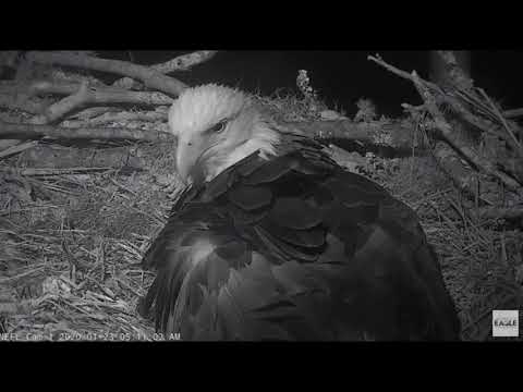 AEF NEFL Eagle Cam 1-23-20: How Was Your Night, Gabrielle?