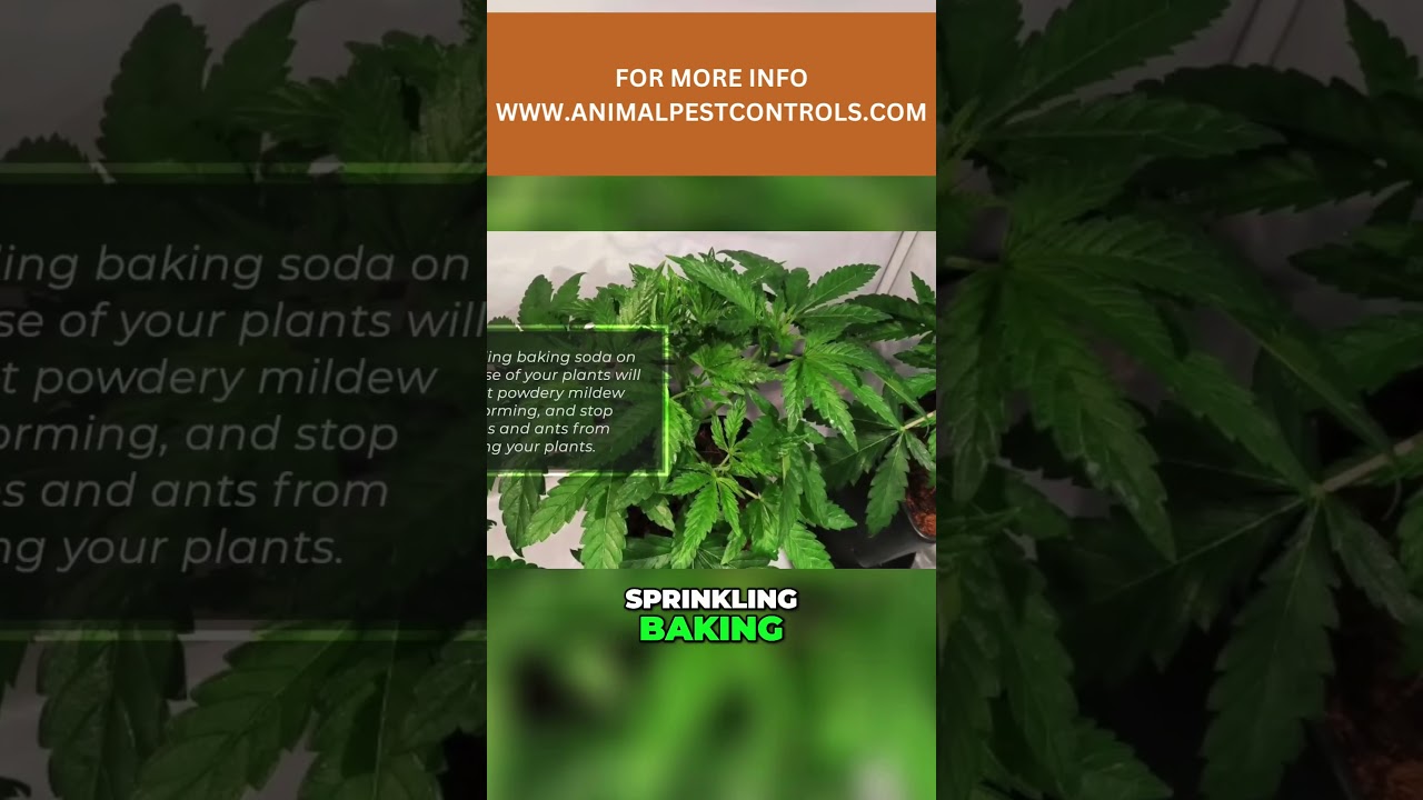 Baking Soda as a Fungicide and Insecticide - Natural Plant Protection