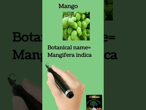 Mango #mango #mangocultivation #aam