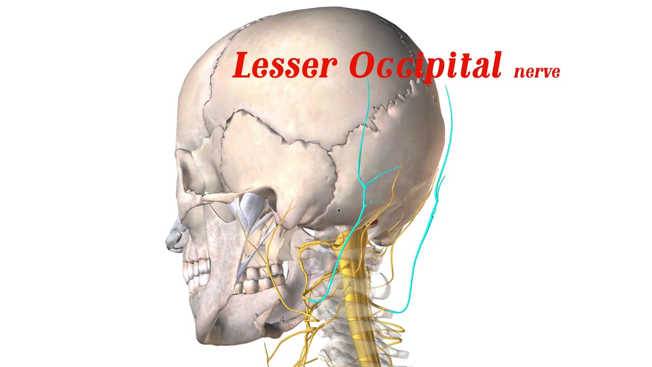 Cervical Plexus Nerves
