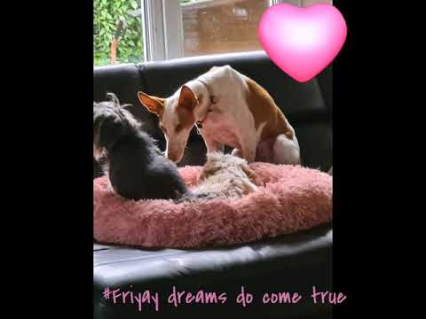 Vera so nervous now Lola confident adopted
