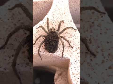 Spanish wolf spider (Lycosa hispanica) carrying spiderlings on her back