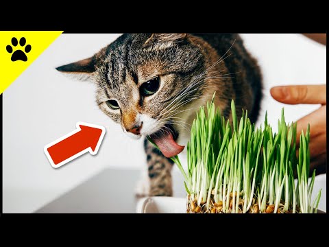 THIS Is Why Cats Vomit After Eating GRASS!