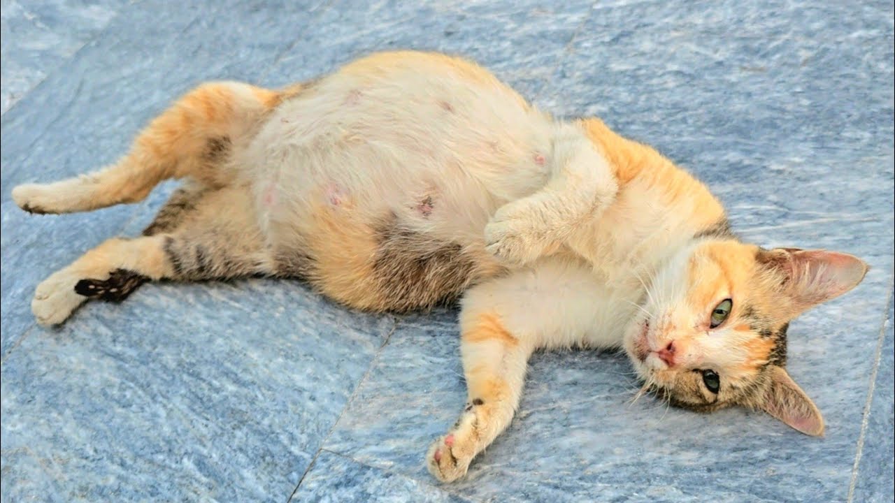 After Helping a Mother Cat Give Birth – Something Beautiful Unfolded