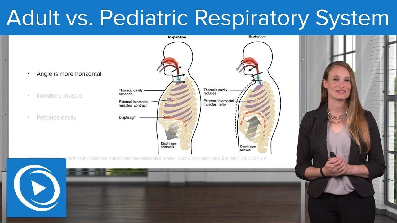 Adult vs. Pediatric Respiratory System  – Pediatric Nursing | Lecturio Nursing