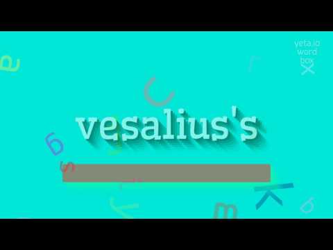 How to say "vesalius's"! (High Quality Voices)