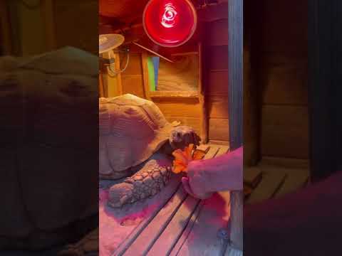 What does a tortoise do before bed?