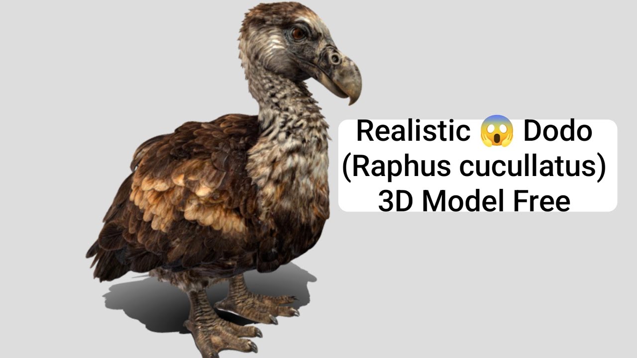 Dodo (Raphus cucullatus) 3D Model Free #3d #animals #trending