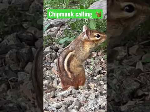 Chipmunk 🐿️ #calling #call #animalsounds #trending please like and subscribe to my YouTube channel